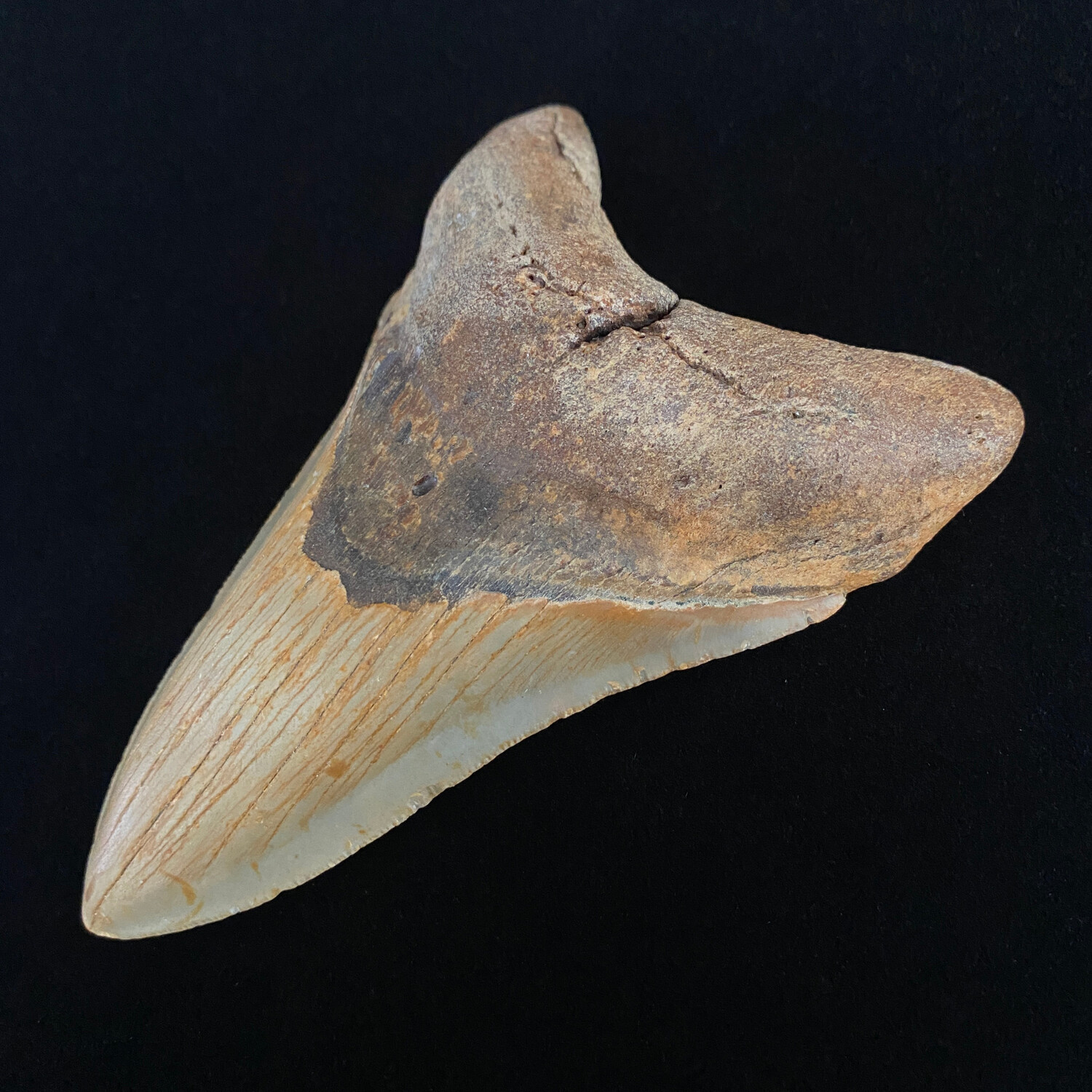 4.87" Serrated Lower Megalodon Tooth - The Fossil Exchange - Touch of ...