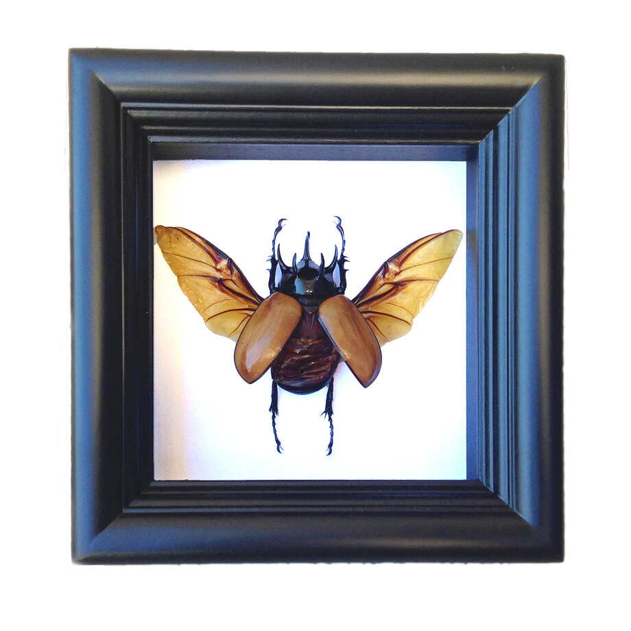 Asana Natural Arts - Shadow Box Insect Specimens - Touch of Modern