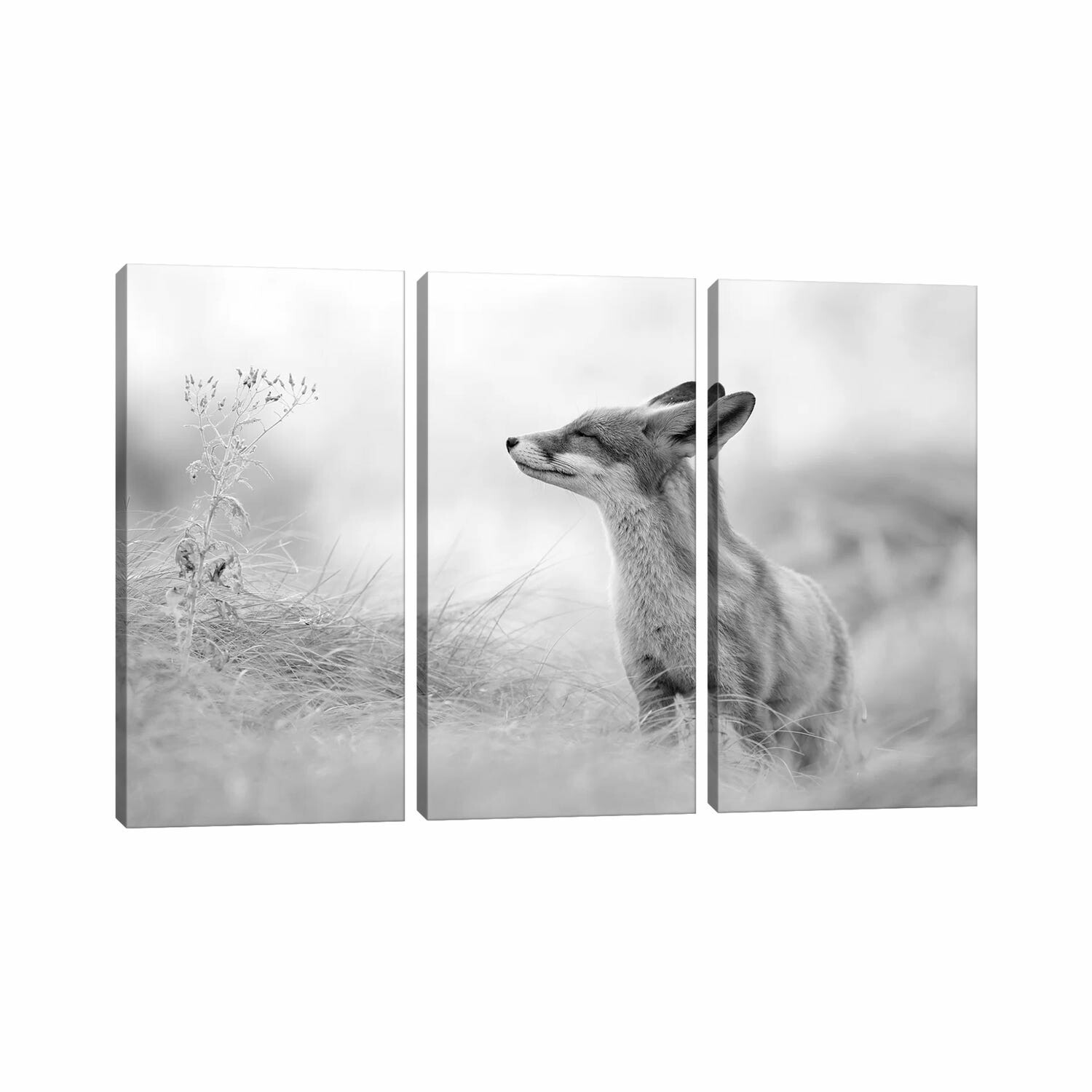 Zen Fox In Black And White by Roeselien Raimond - Animal Triptychs - Touch of Modern