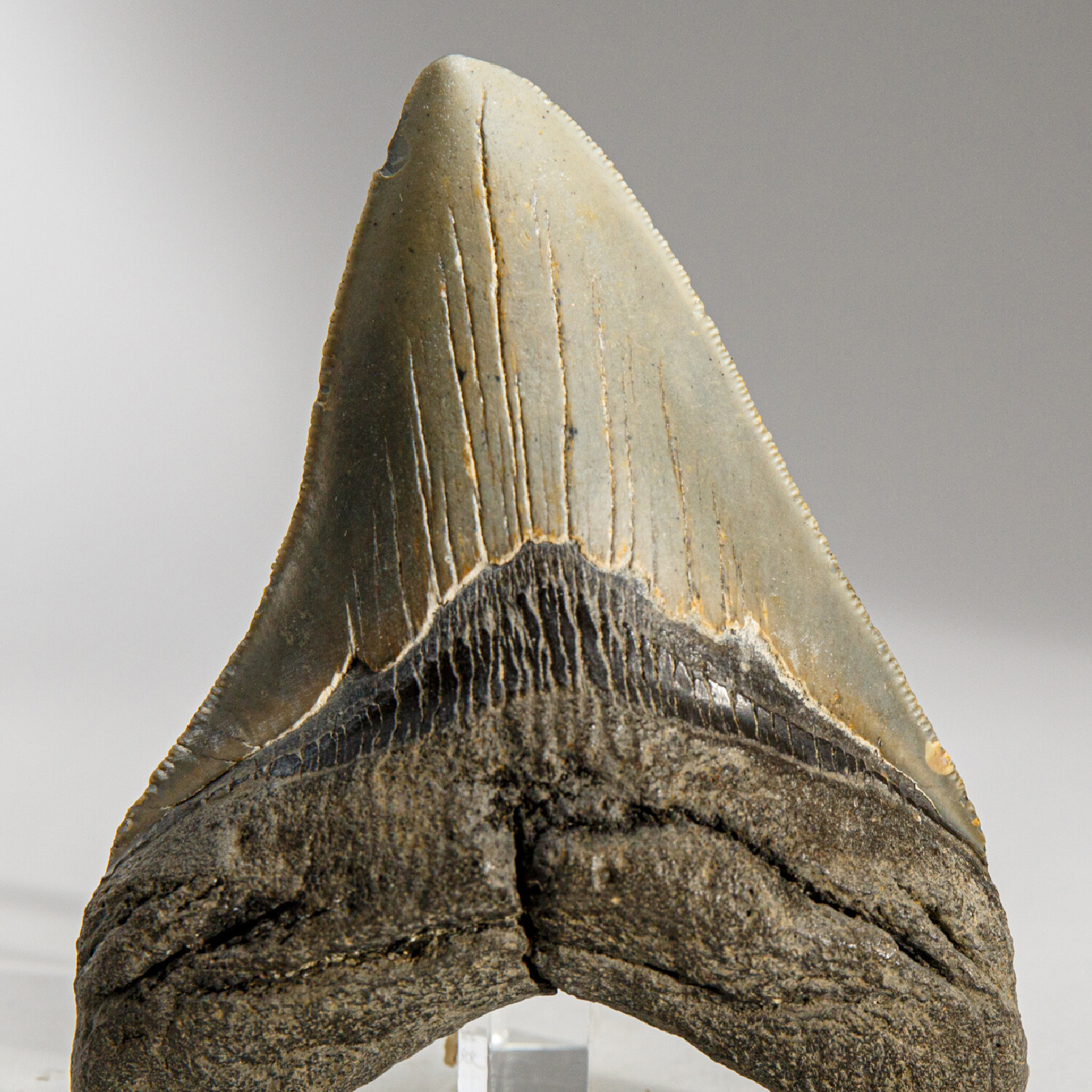 Genuine Megalodon Shark Tooth in display box // 4" - Astro Gallery ...