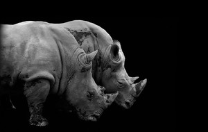 500px Art - Haute Nature Photography - Touch of Modern