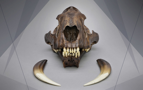 Bone Clones - Authentic Fossil Replicas - Touch of Modern