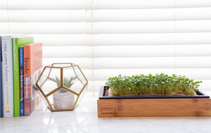 Hamama - Reusable Microgreens Grow Kit - Touch of Modern