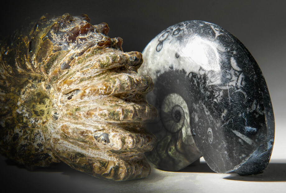 Sullivan Dining Table (Walnut) - Modloft Living - Touch of Modern