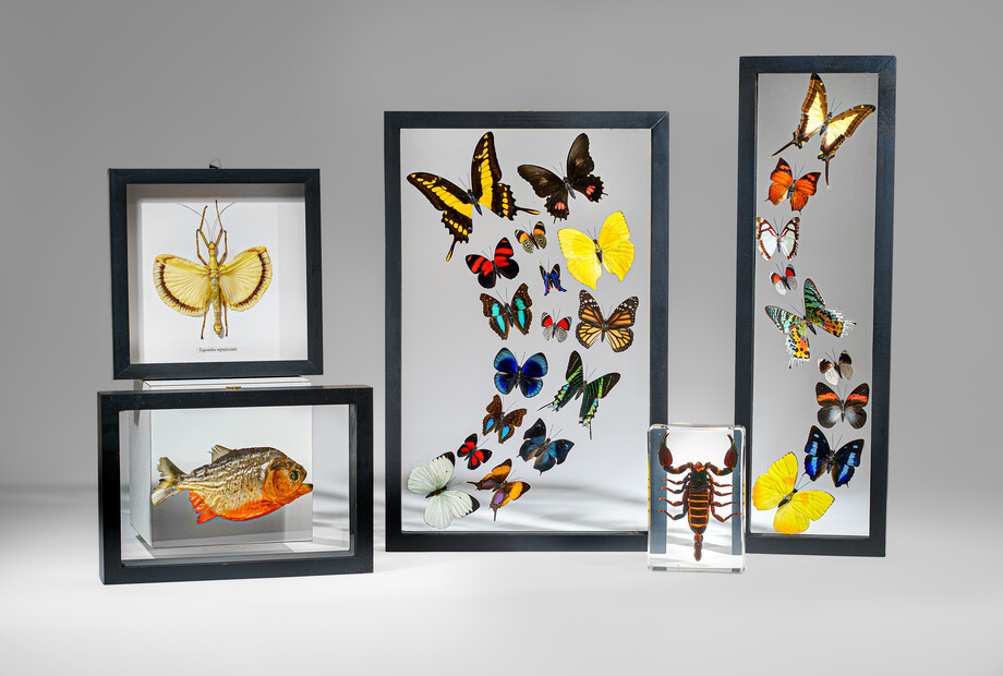 Reserve Note Playing Cards - Kings Wild Project - Touch of Modern